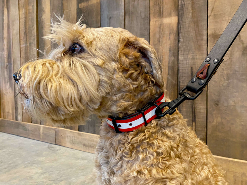 Dog Leash – Second String Leather Company